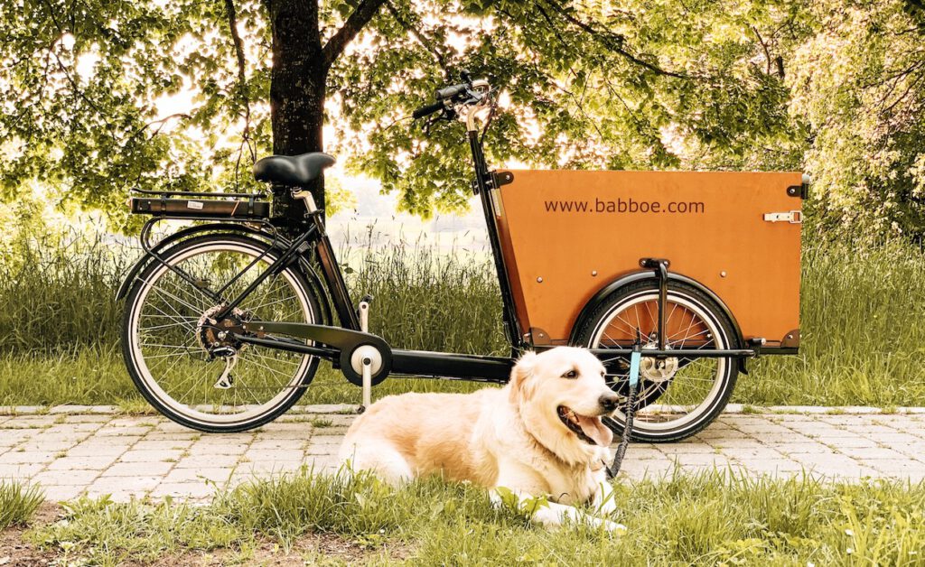 Wunderschne Babboe Dog E Ebenbild